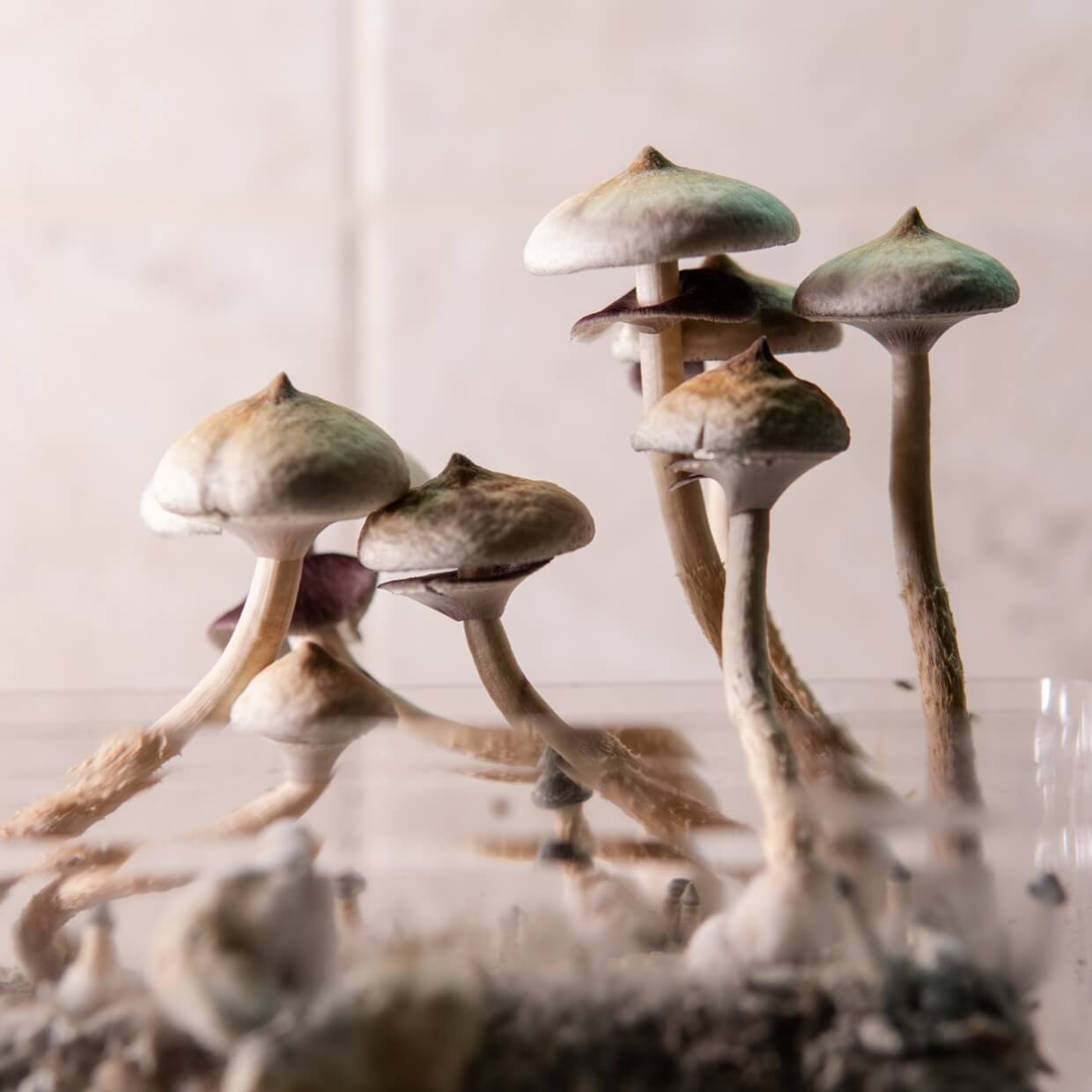 Inspire Microdose | Co2Nutraceutics